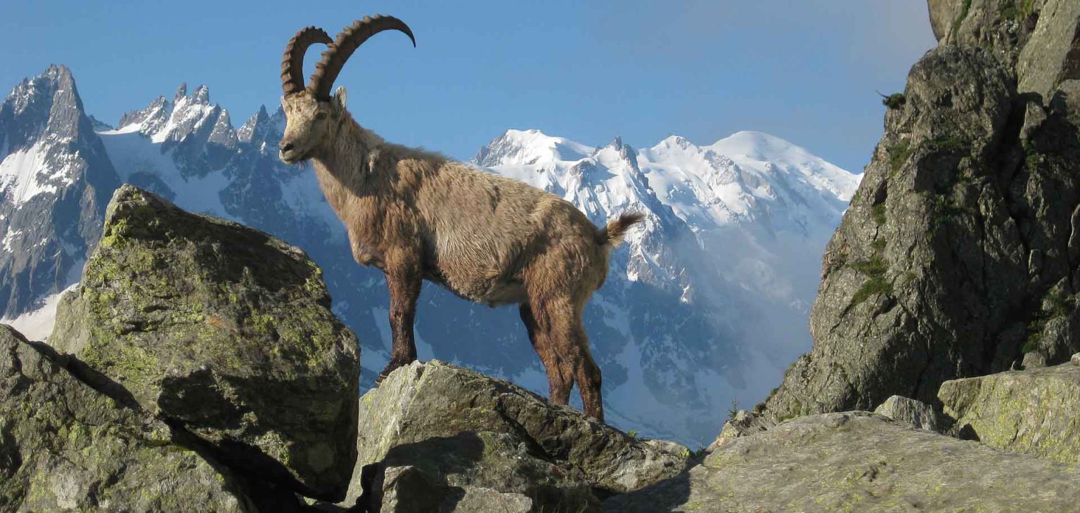 The Brief Resurrection and Final Farewell: Pyrenean Ibex - Rancho Santa ...